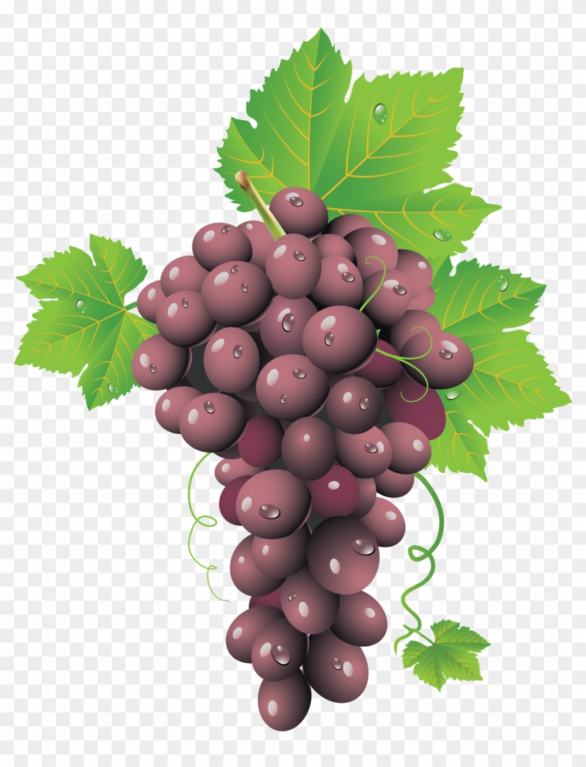 Grape Clipart Transparent Background - Free Vector Wine Grapes, HD Png ...