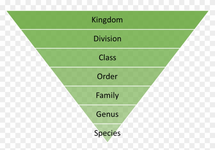 Kingdom Phylum Class Order Family Genus Species Pyramid