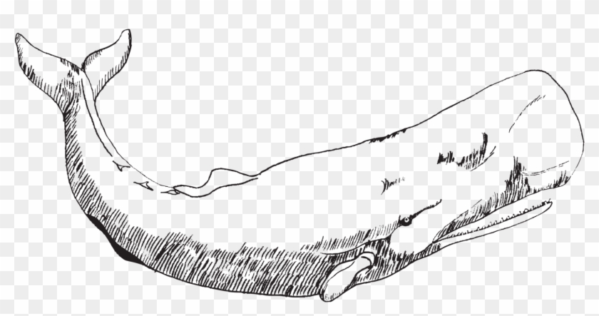 How To Draw A Sperm Whale