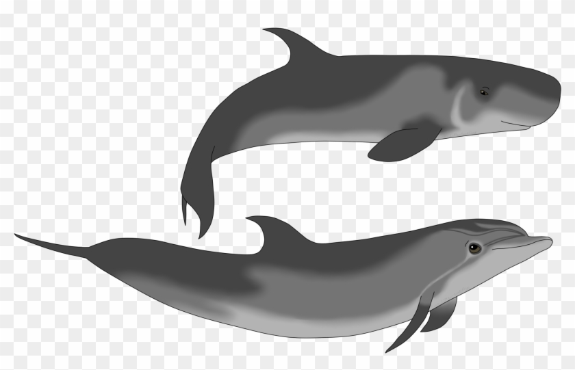 Full-grown Dwarf Sperm Whale And Bottlenose Dolphin - Dwarf Sperm Whale ...