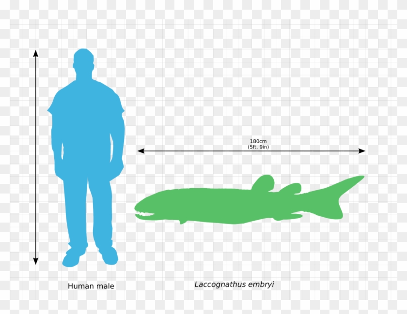 Laccognathus Embryi Scale Comparison - Scale Comparison, HD Png ...