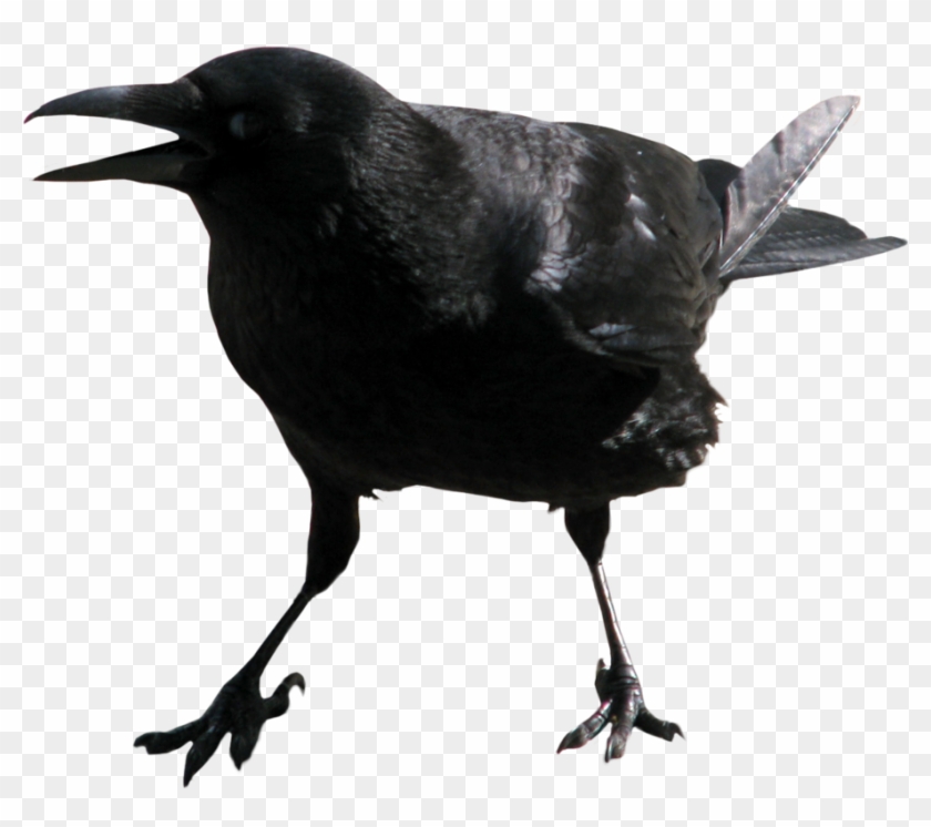 Crow Transparent Png Image - Screaming Crow Png, Png Download - 947x844 ...
