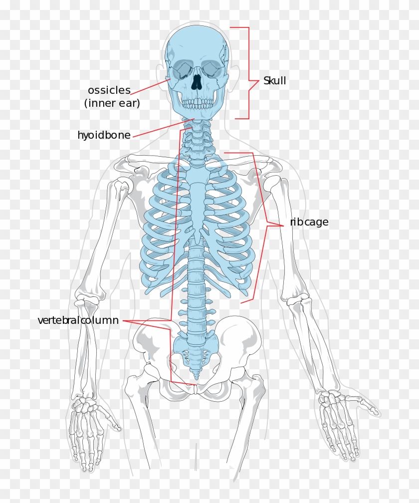 Bones That Make Up The Axial Skeleton - Axial Skeleton And Appendicular ...