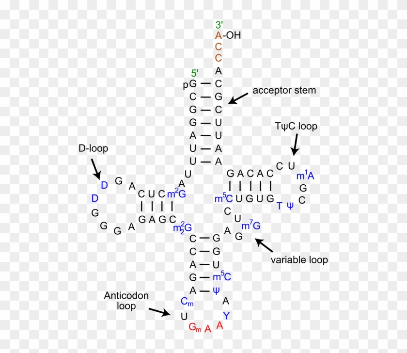 Trna - Trna Sequence For Asparagine, HD Png Download - 530x659(#5027173 ...