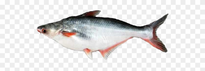 Deshi Pangas - Basa Fish, HD Png Download - 600x600(#5047537) - PngFind