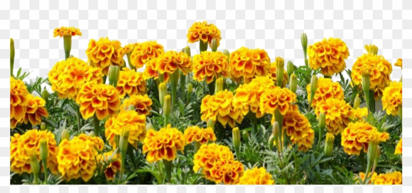 Flower Tree Png Photo | Best Flower Site