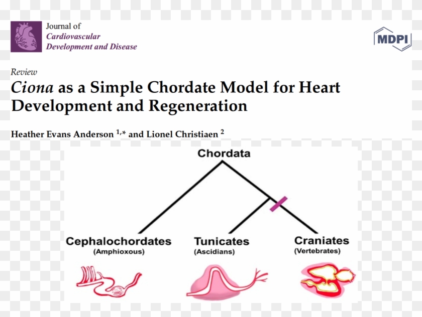 #ciona As A Simple #chordate Model For #heart Development - Cambridge ...