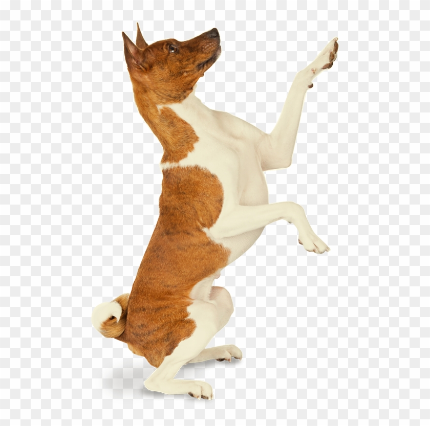 Send - Basenji, HD Png Download - 499x768(#5096584) - PngFind