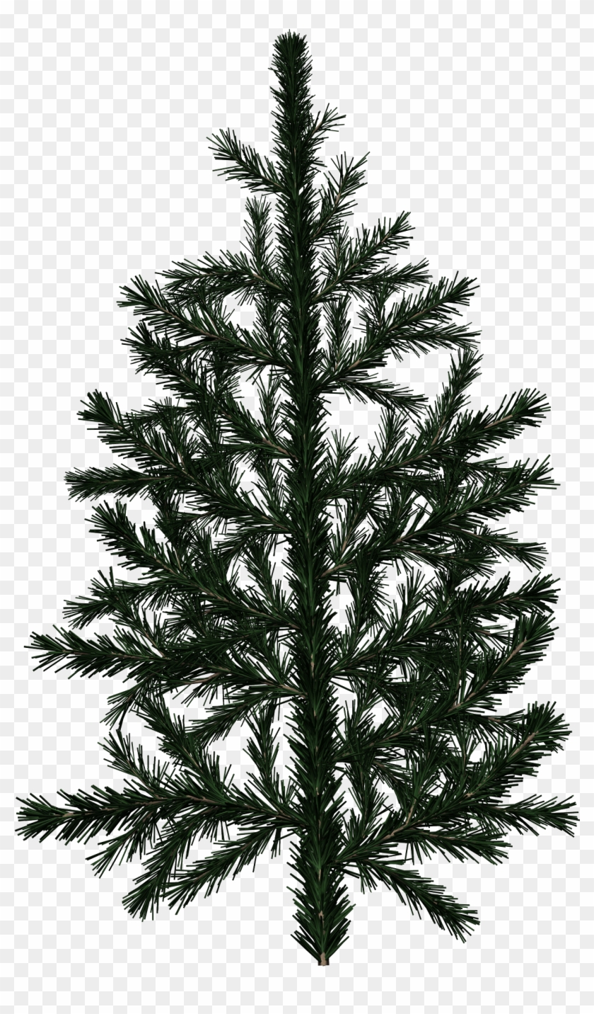Spruce Branch - White Spruce Png, Transparent Png - 564x600(#516333 ...