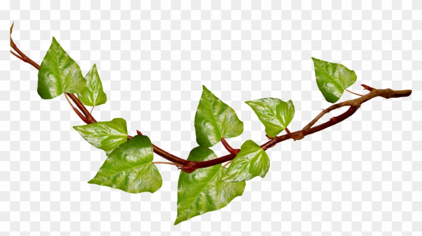 Collection Of Ivy Png High Quality Ⓒ - Vines With Transparent ...