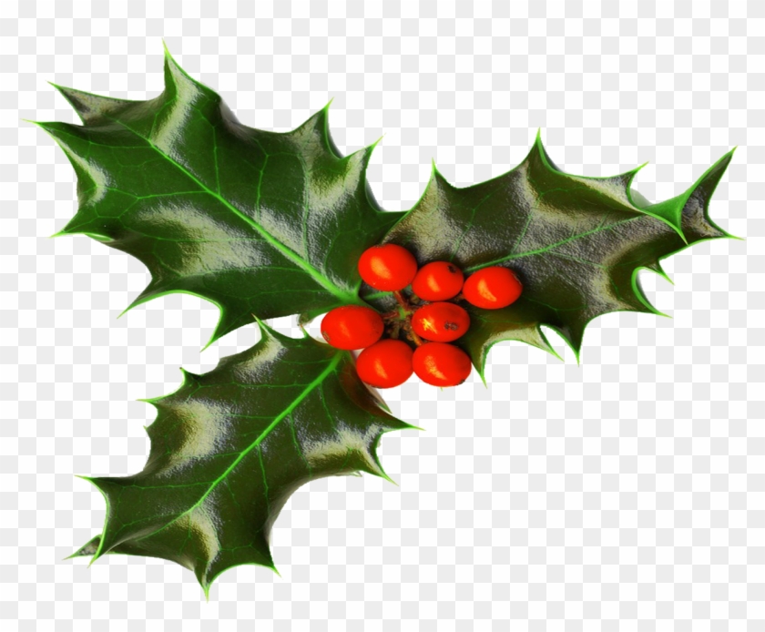 Holly - Holly Png Transparent, Png Download - 1800x1200(#517889) - PngFind