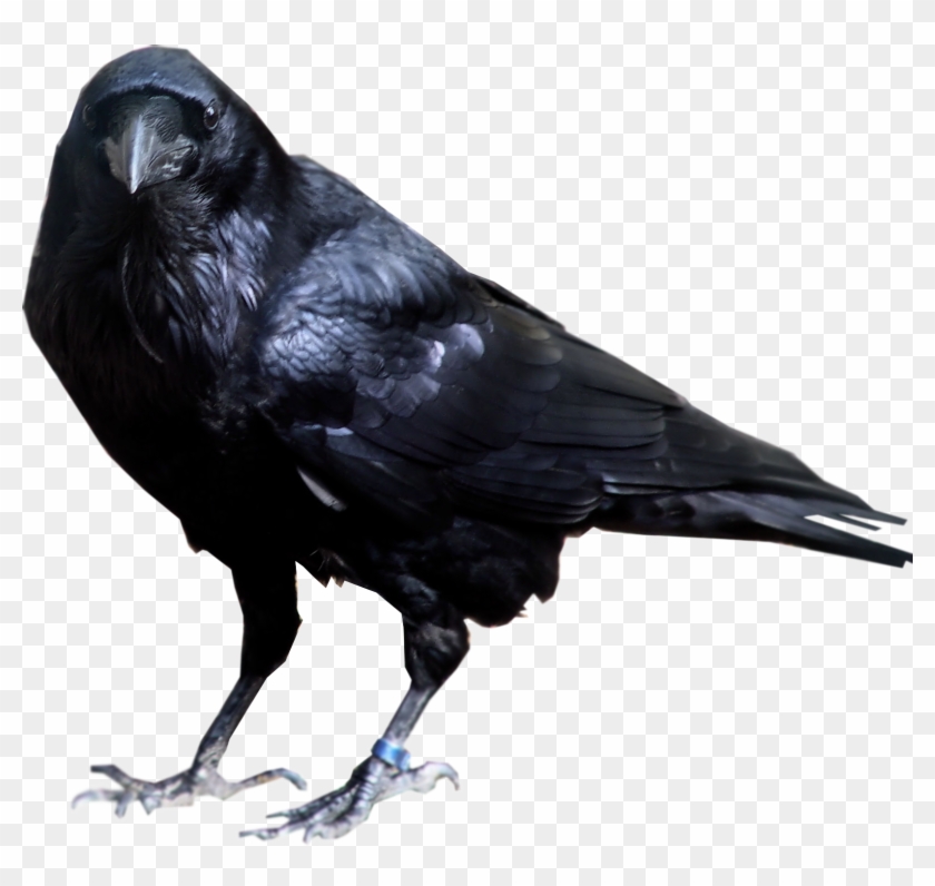 Raven Bird Transparent Background - Raven Transparent Png, Png Download ...