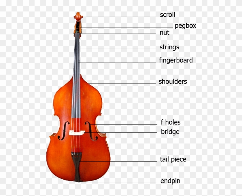 Double Bass Parts Hd Png Download 700x7005115961 Pngfind