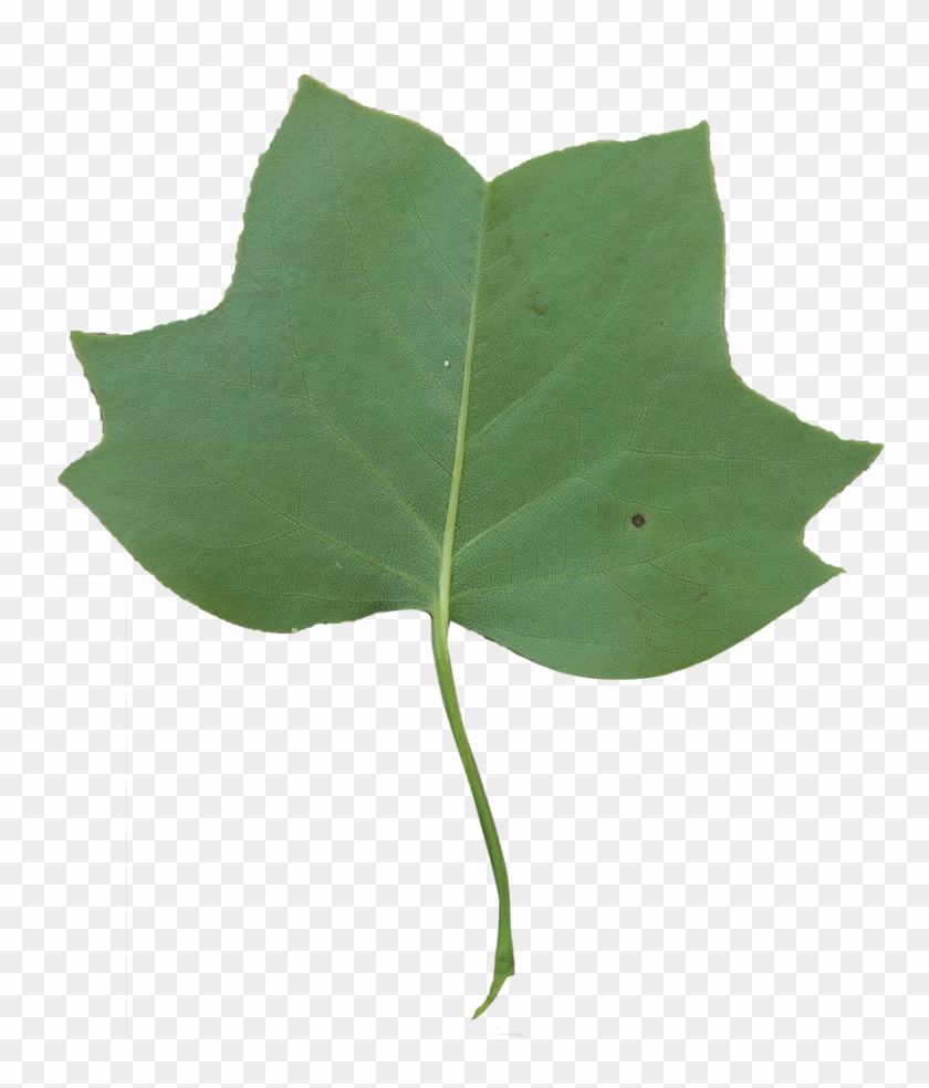 Maple Leaf, HD Png Download - 900x1012(#5125541) - PngFind