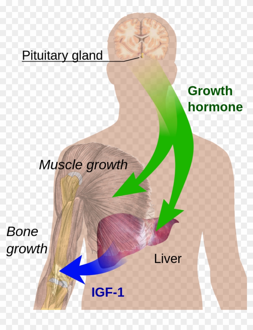 Endocrine Growth Regulation - Human Growth Hormone Diagram, HD Png ... Endocrine Growth Regulation - Human Growth Hormone Diagram, HD Png ...