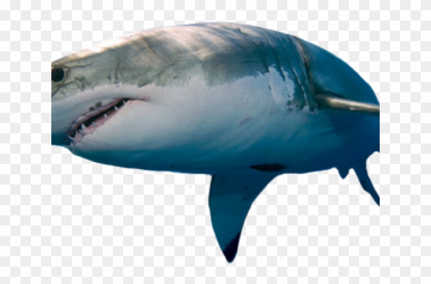 Great White Shark Png, Transparent Png - 640x480(#5128699) - PngFind