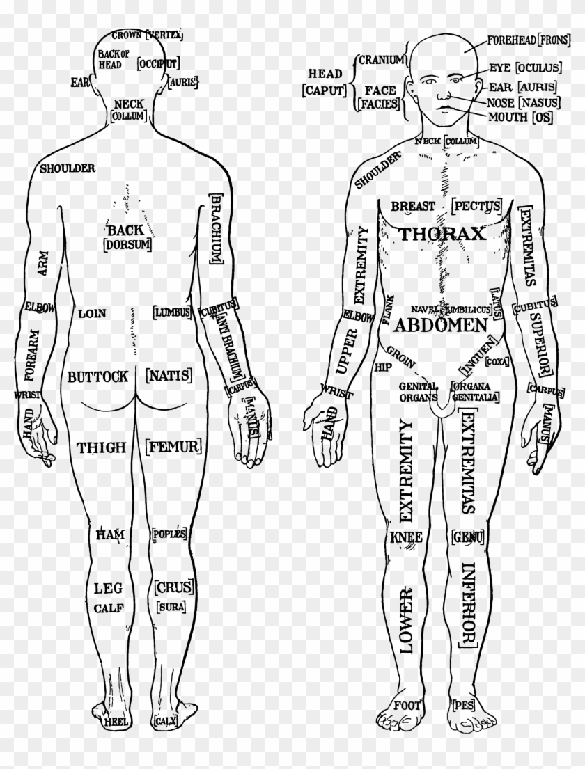 This Free Icons Png Design Of Morris Human Anatomy - Loin Vs Flank ... This Free Icons Png Design Of Morris Human Anatomy - Loin Vs Flank ...