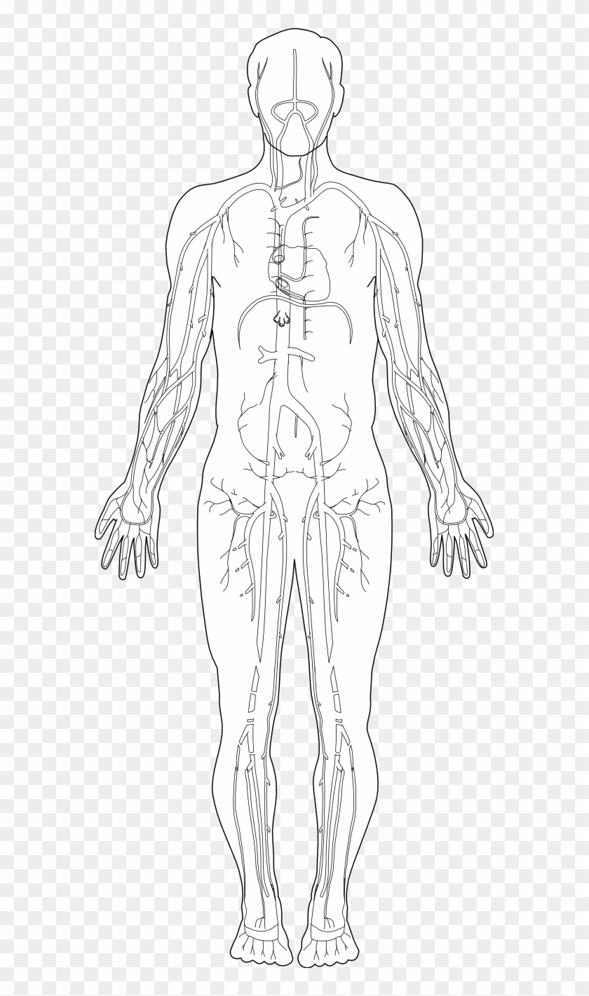 Anatomy Clip Art - Illustration, HD Png Download - 569x1341(#5140840 ...