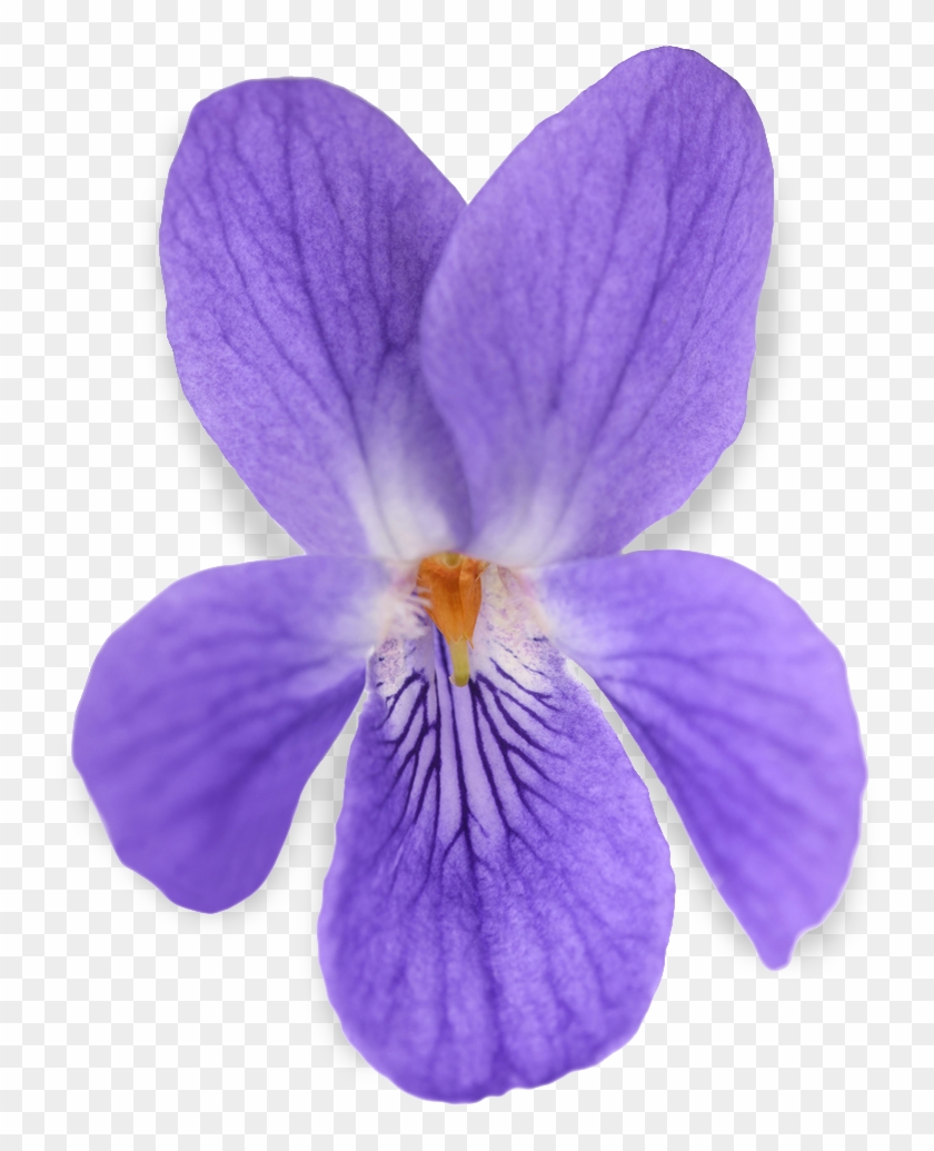 Viola, HD Png Download - 1000x1000(#5141947) - PngFind