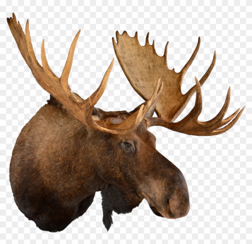 Moose Head Png - Animal Head Trophy Png, Transparent Png - 1000x800 ...