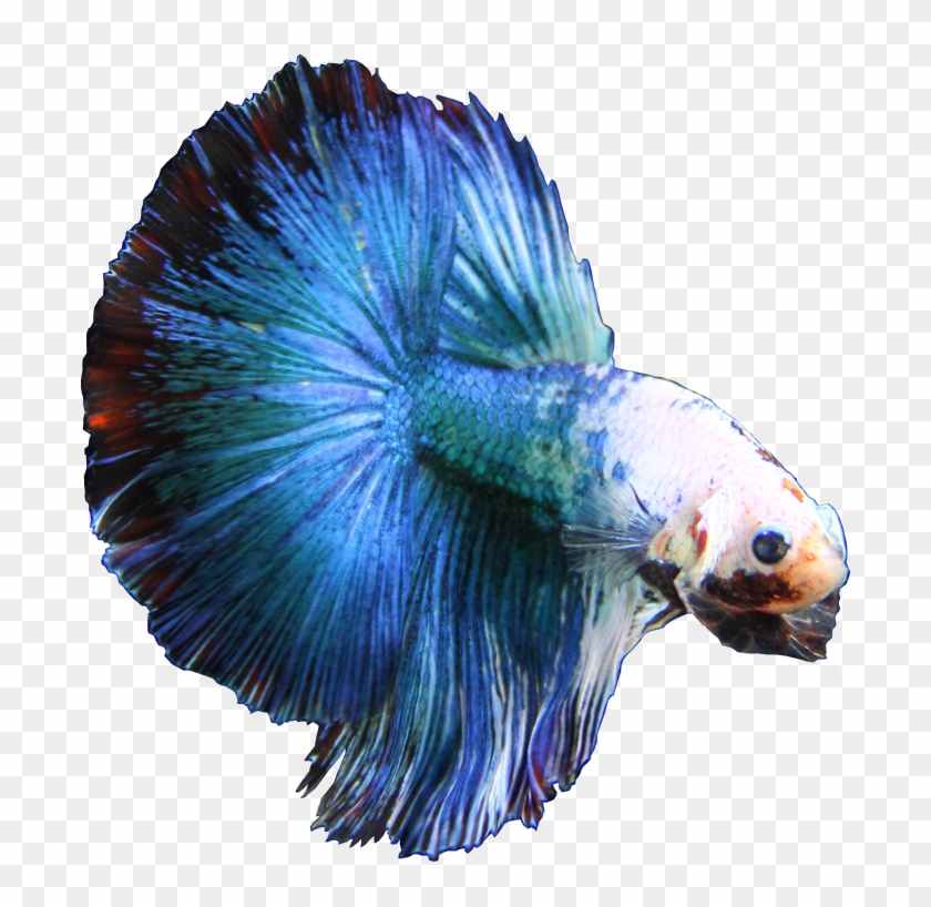 Fancy Betta Fish - Betta Fancy Png, Transparent Png - 719x740(#5144682 ...