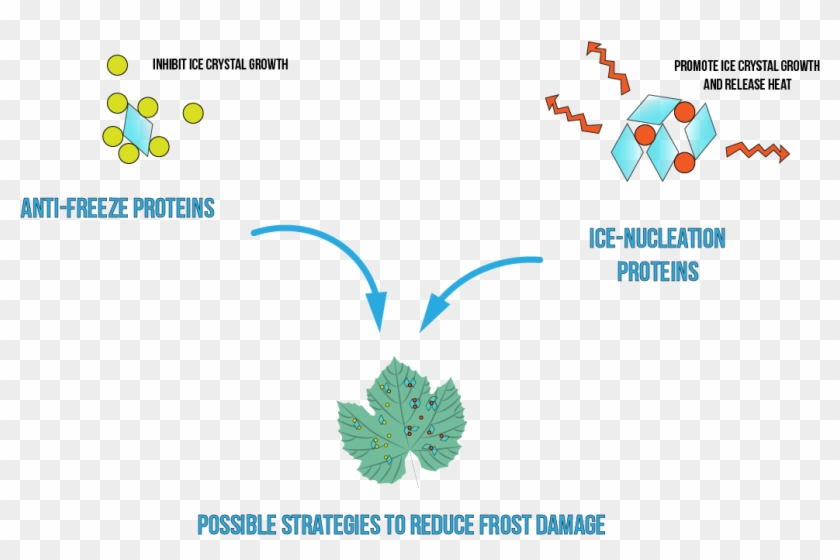 Coupled To The Aspersion Method, Ice-nucleating Proteins - Ice ...