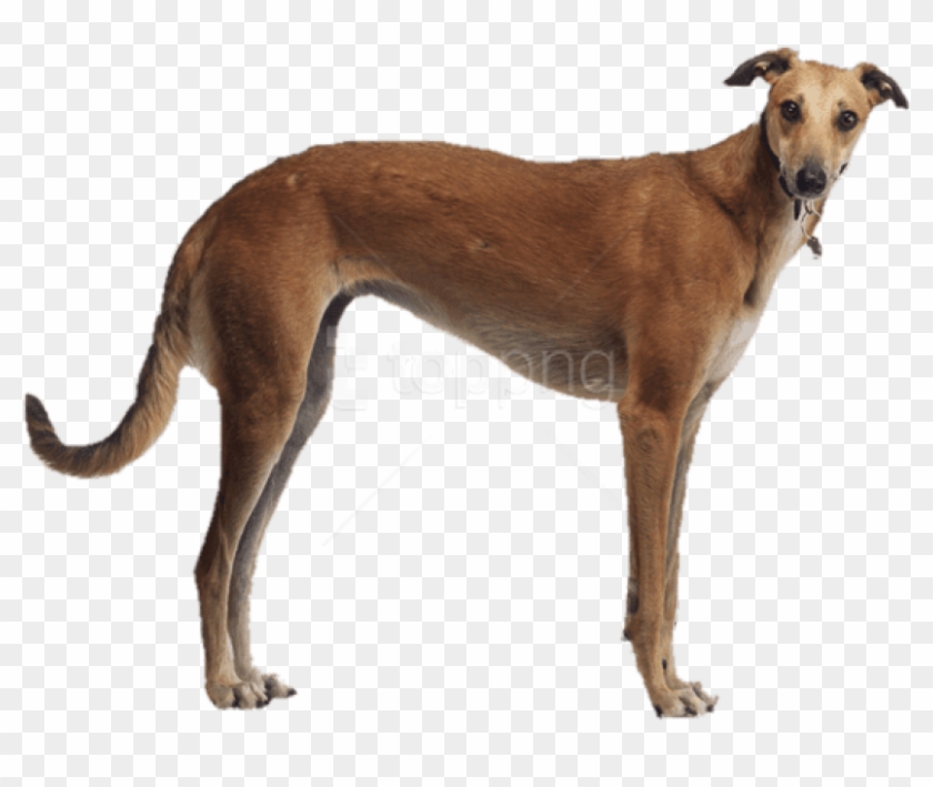 Download Brown Greyhound Side View Png Images Background - Perro Galgo ...