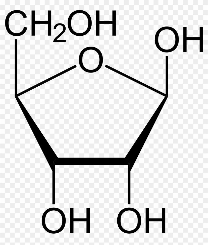 Ribosa - Α D Ribofuranose, HD Png Download - 1200x1360(#5168416) - PngFind