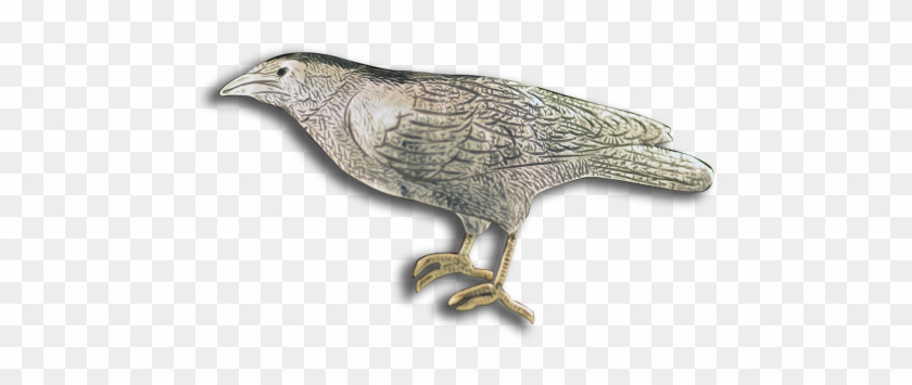 Buzzard, HD Png Download - 640x640(#5182330) - PngFind