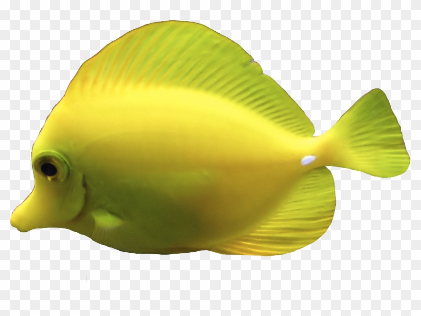 Source - Transparent-animals - Tumblr - Com - Yellow Fish Png, Png ...