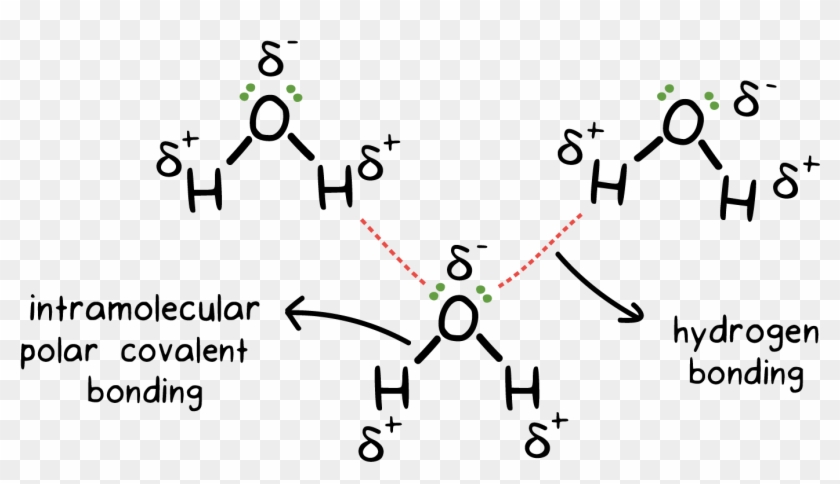 Polar Covalent Bond Cartoon