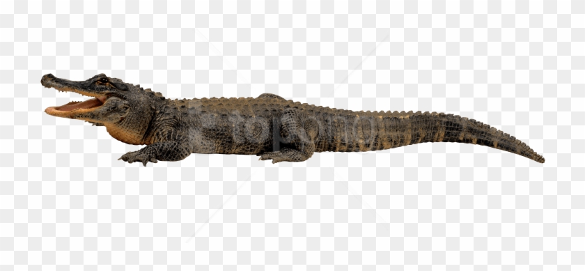 Alligator Side View
