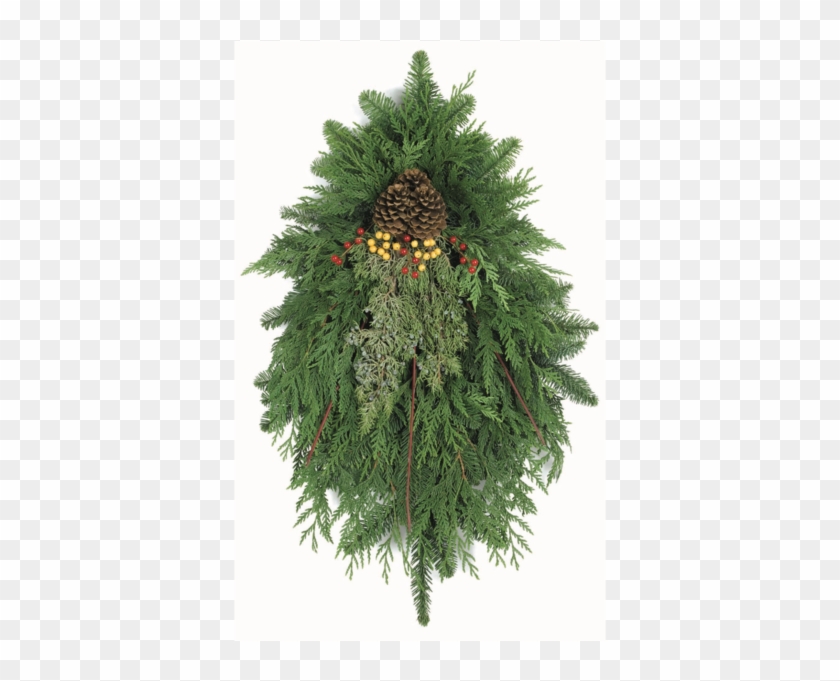 White Cedar, HD Png Download - 600x600(#5239648) - PngFind