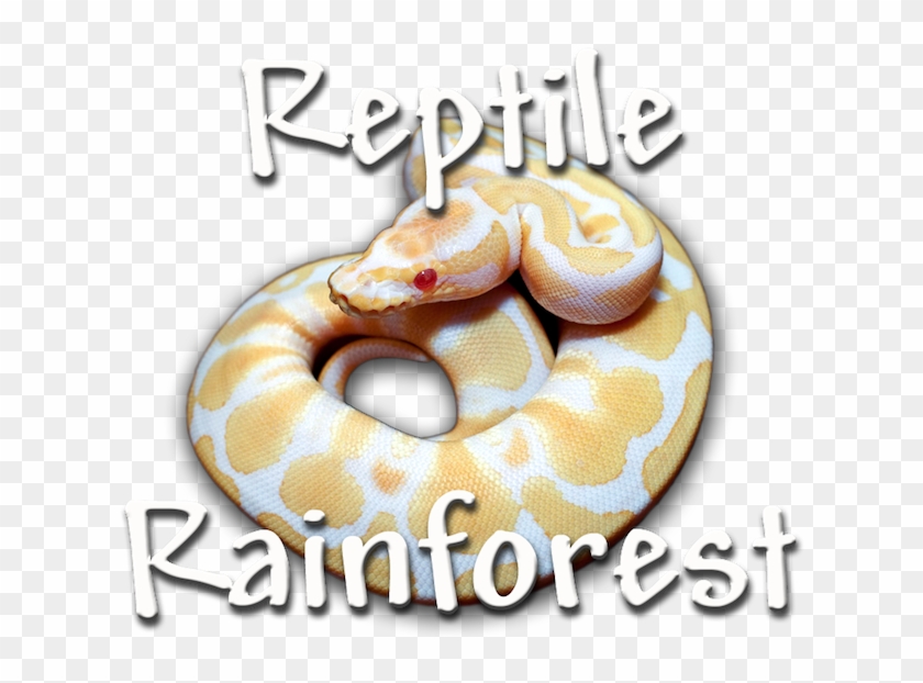 Python, HD Png Download - 1100x943(#5249794) - PngFind