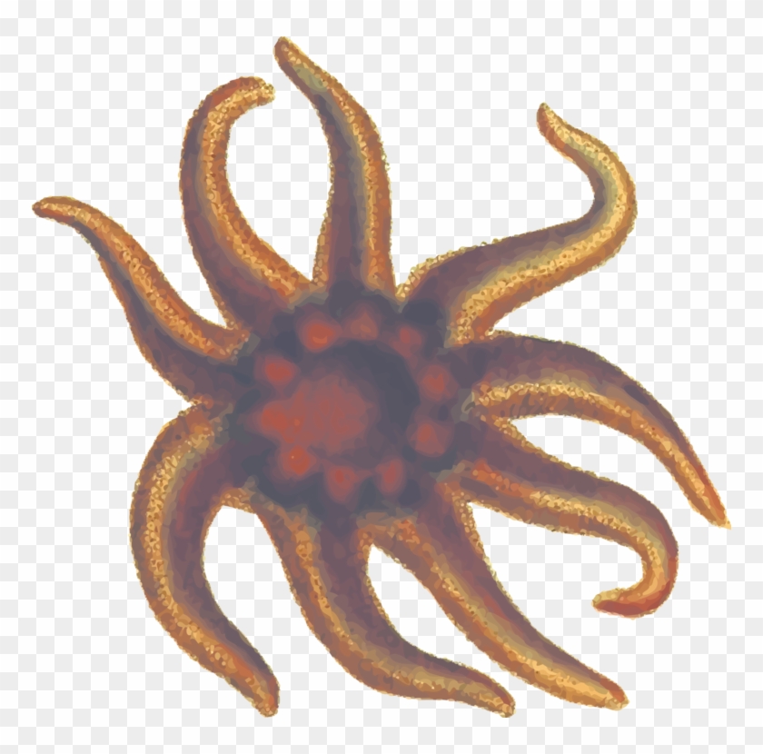 Starfish Computer Icons Line Art Echinoderm Marine - Echinoderm, HD Png ...