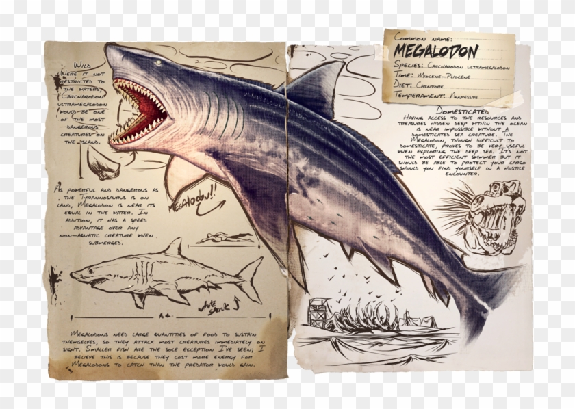 Megalodon - Megalodon Ark, HD Png Download - 800x532(#5282045) - PngFind