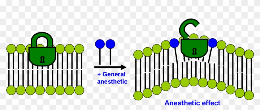 Modern Lipid Hypothesis Of Mechanism Of General Anesthesia - General ...