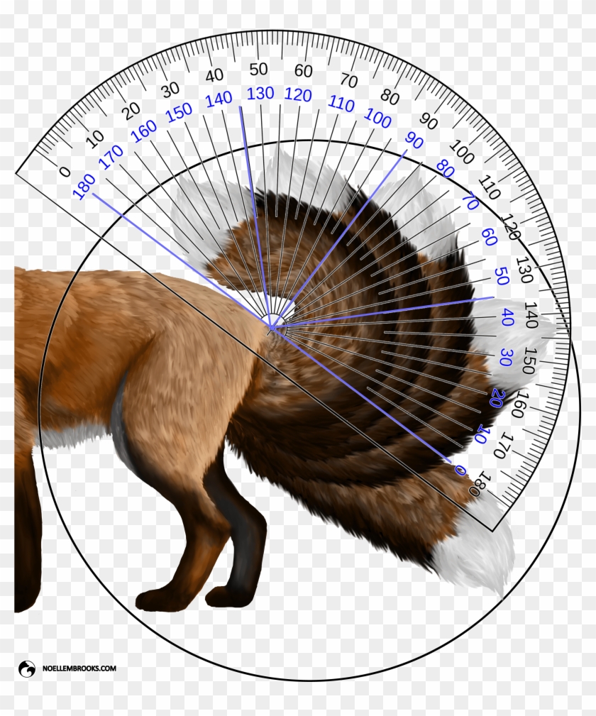 Red Fox Tail Curl Angle Calculations - Fox Pictures Transparent ...