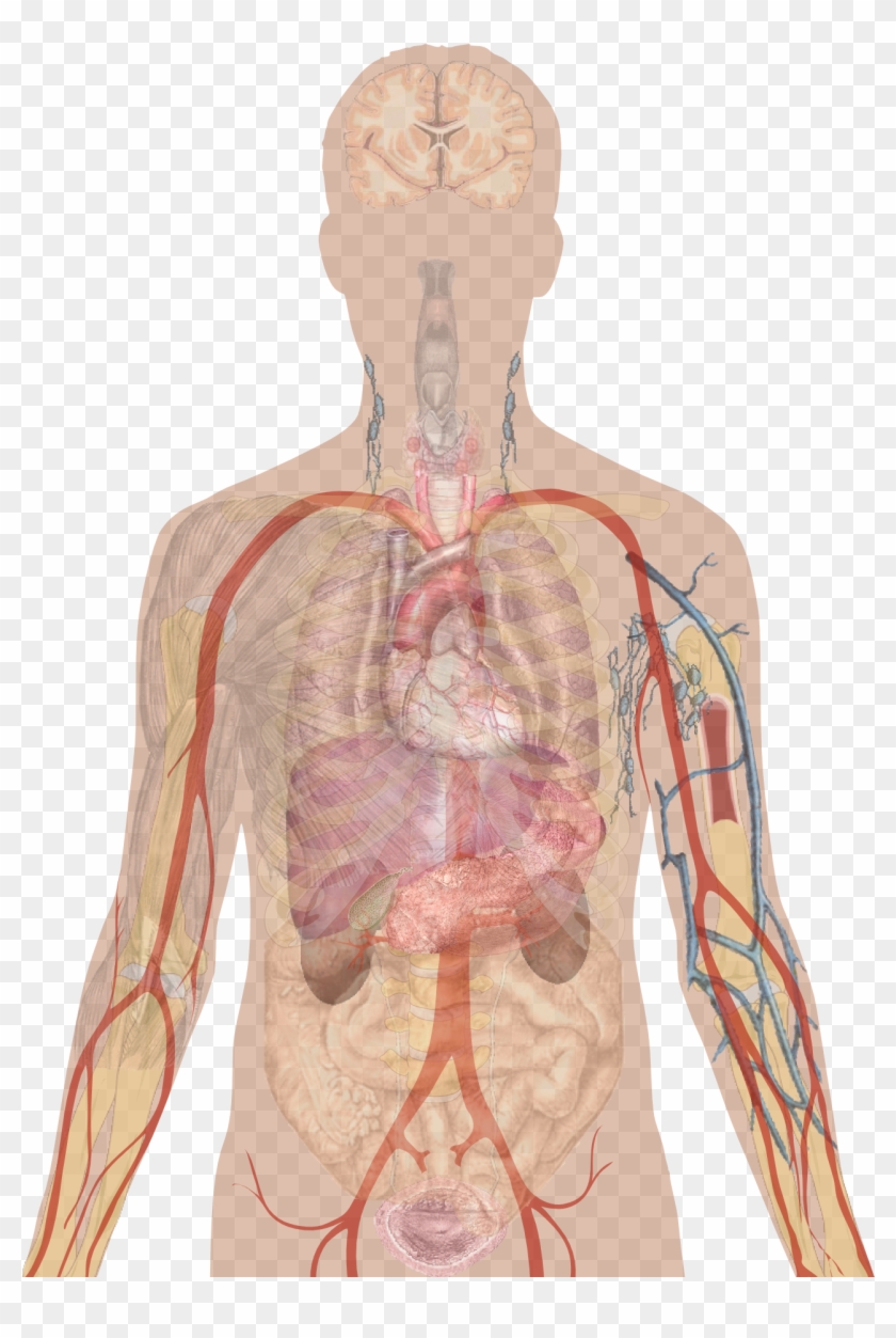 Man Shadow With Organs Human Body Organs Unlabeled Diagram HD Png 