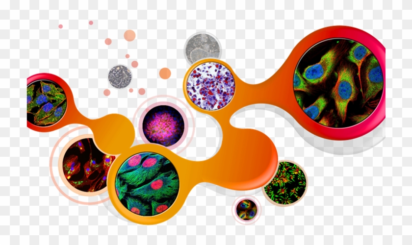 Human Cell Cell Png, Transparent Png - 735x437(#530553) - PngFind