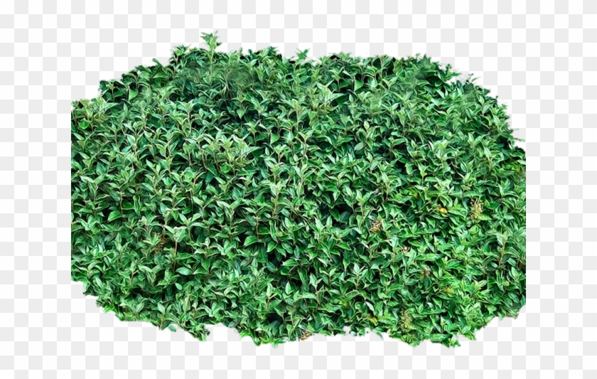 Shrub, Bushes Png Transparent Images - Shrubs With Transparent ...