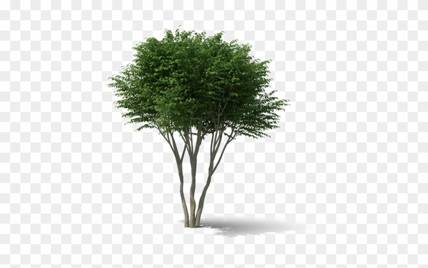Shrub Transparent Background