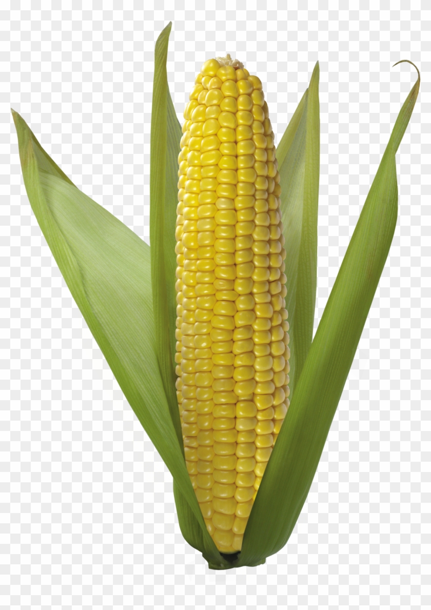 Ear Of Corn Template