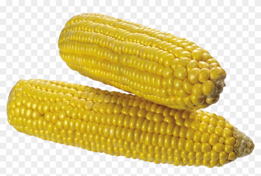 Mazorca De Maiz Amarillo, HD Png Download - 3377x2121(#538976) - PngFind