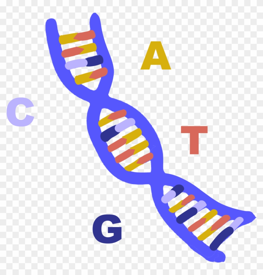 Dna - Dna Clipart Transparent, HD Png Download - 1200x1182(#539344 ...