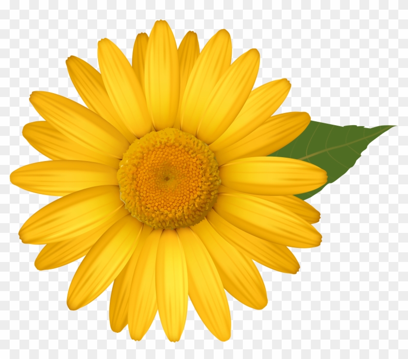 Yellow Daisy Png Image - Daisy Flower Clipart Png, Transparent Png ...