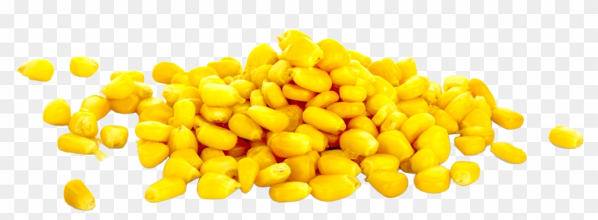Hoosier Vodka - Corn On The Cob, HD Png Download - 1287x500(#539581 ...