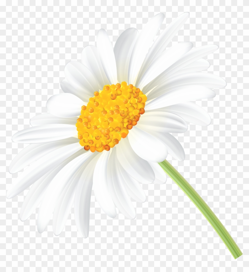 Daisies Transparent