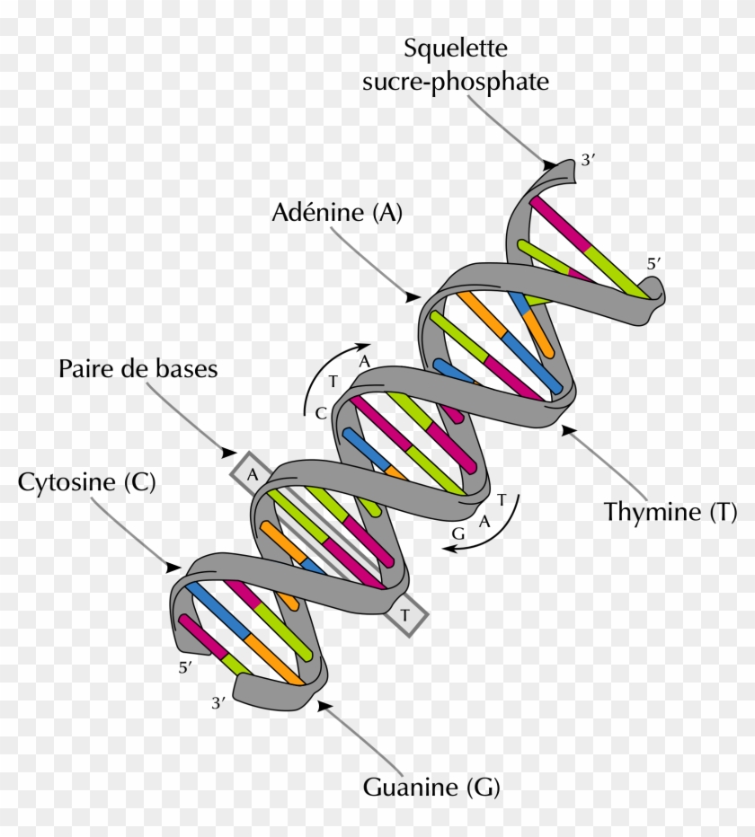 Dna Structure Png - Dna Structure And Bases, Transparent Png ...