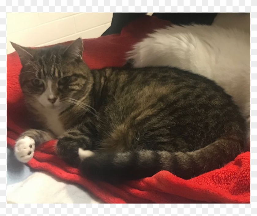 Squitten, HD Png Download - 796x796(#5319848) - PngFind